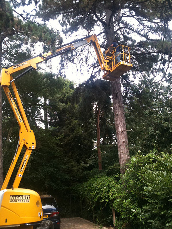 Cherry Picker Tree Cutting in Clapham | Take A Bough