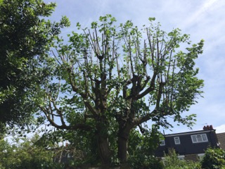Sycamore Reduction (Kingston) | Take A Bough Tree Surgeons