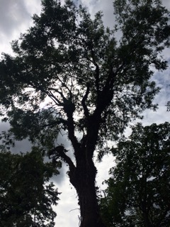 Tree Crown Lift Ash Tree Surgery in Clapham | Take A Bough