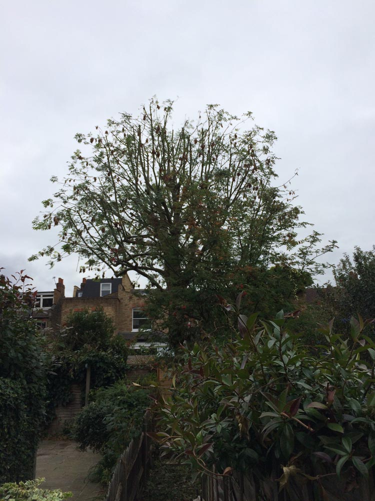 Ash Tree Surgery & Reduction | Take A Bough Putney London