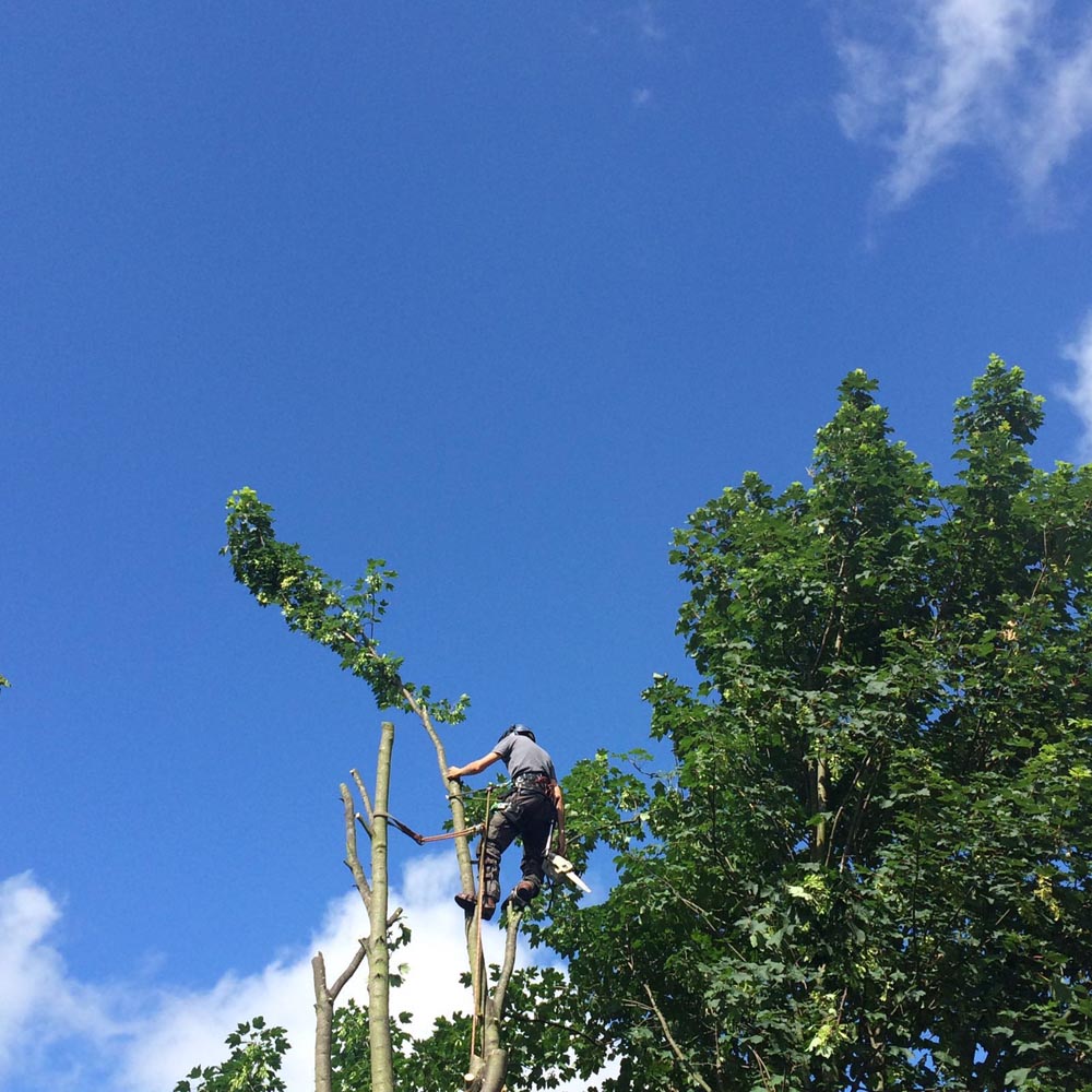 Sycamore Tree Surgeons in Wimbledon | Take A Bough London