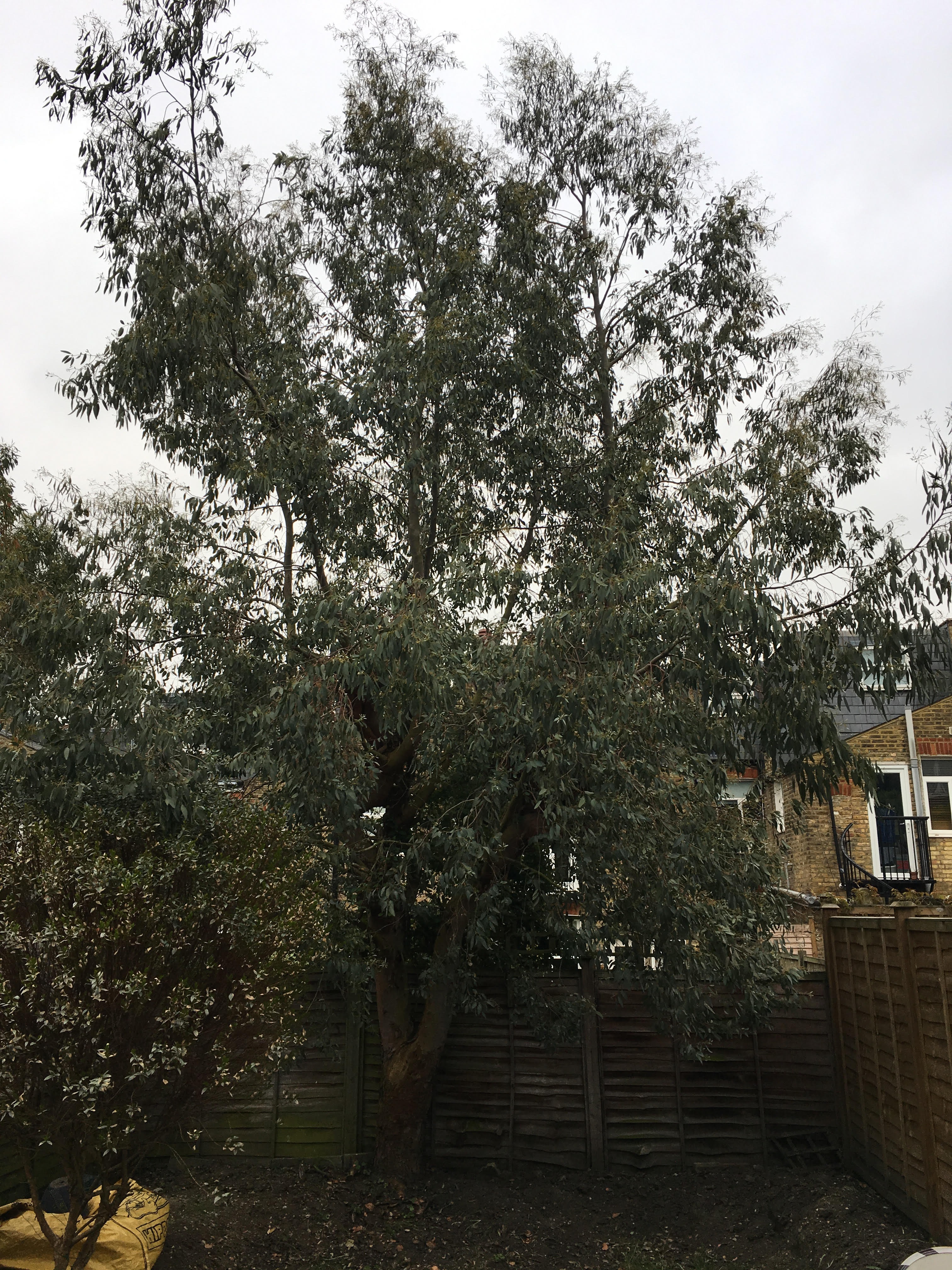 Eucalyptus Crown Reduction Before and After | Take A Bough