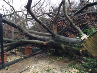 Fallen Tree Removal Service for London | Beech Tree Surgery