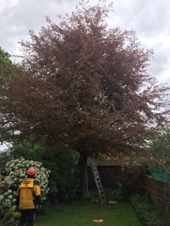 Copper Beech Tree Pruning & Crown Reduction | Take A Bough