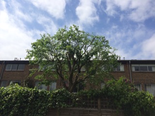 Field Maple Tree Crown Reduction | Take A Bough London