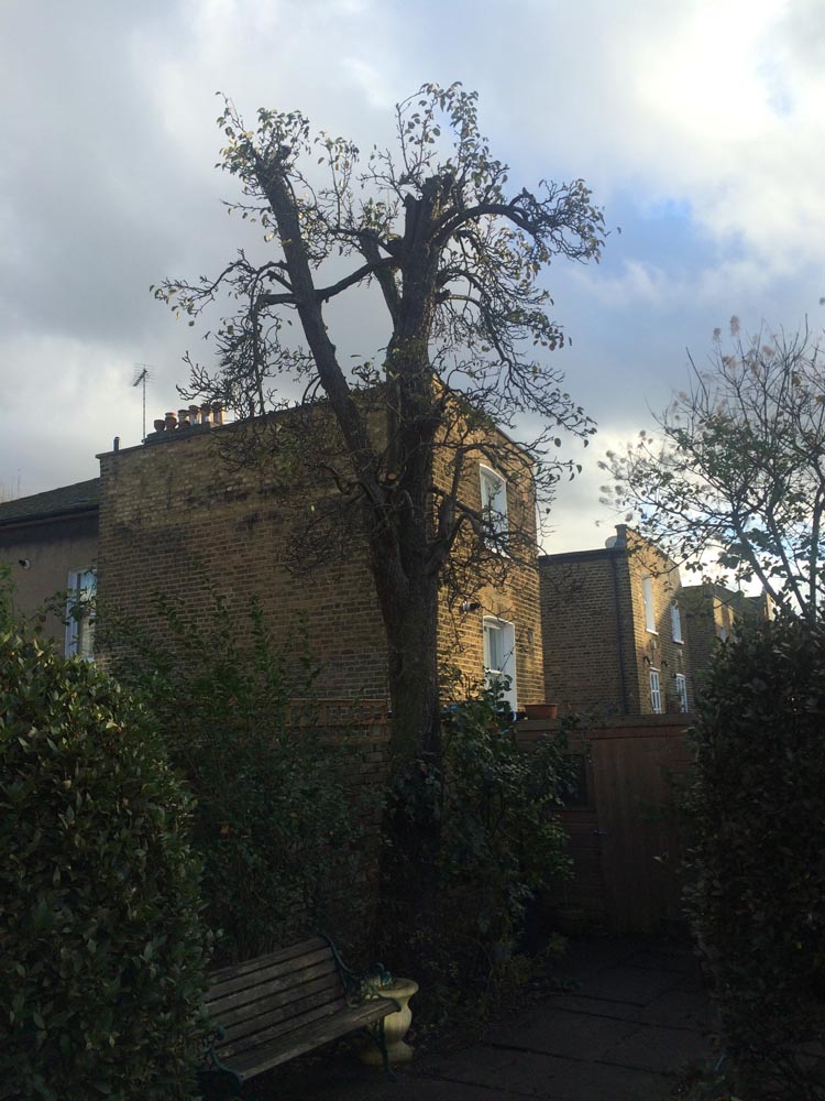 Wimbledon Pear Tree Reduction | Take A Bough Tree Surgeons
