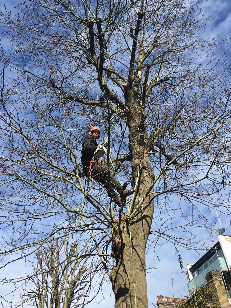 Putney Ash Tree Crown Thin & Lift | Take A Bough London