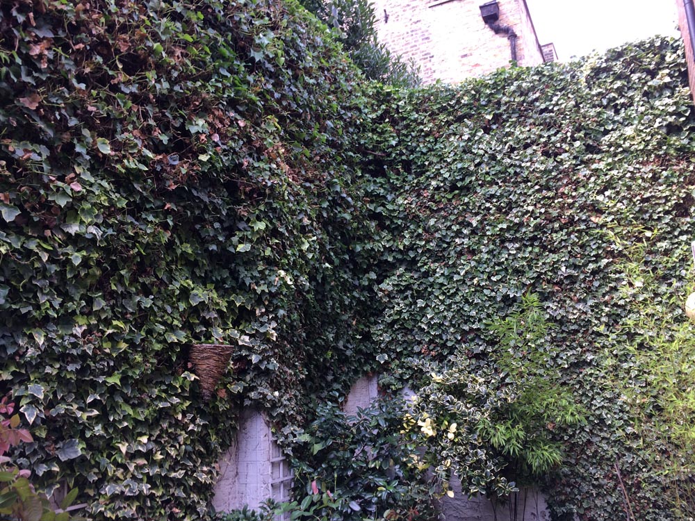 Ivy Removal London & Ivy Trimming Services | Take A Bough