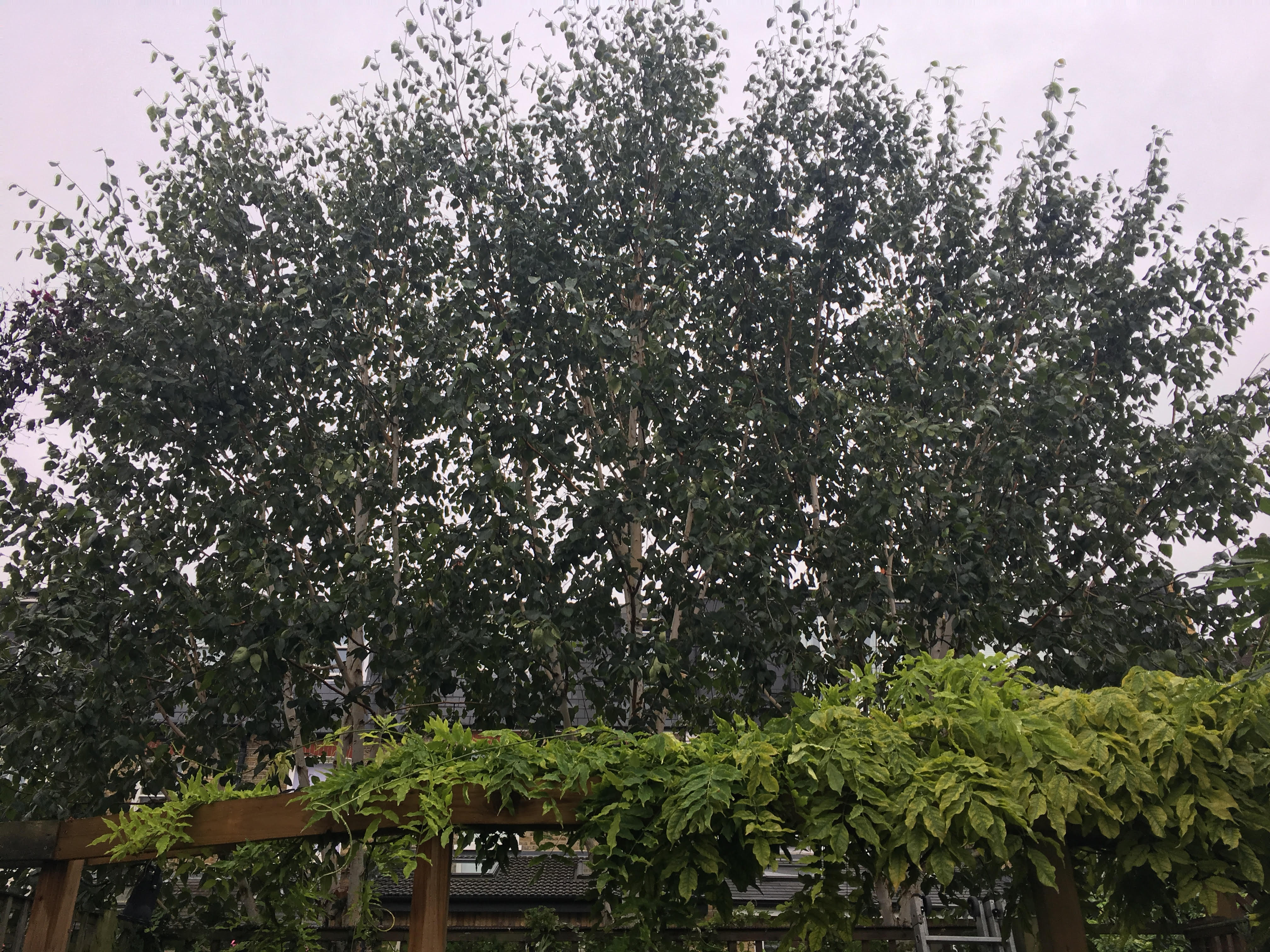 Birch Tree Surgery Crown Reduction | Take A Bough Tree Care