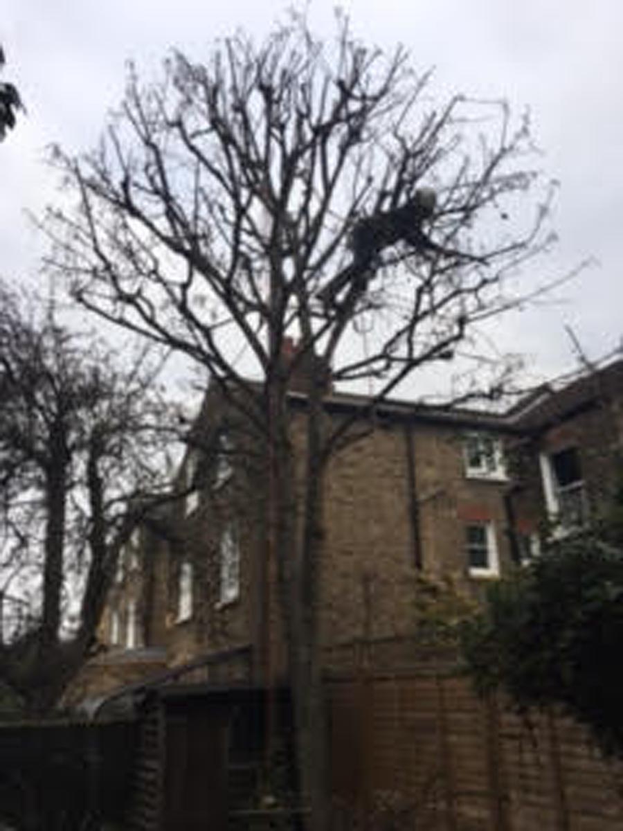Sycamore reduction in Wandsworth | Take A Bough Tree Care