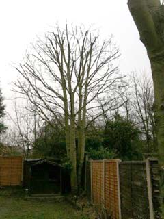 Crown Reduction of Sycamore Trees | Take A Bough