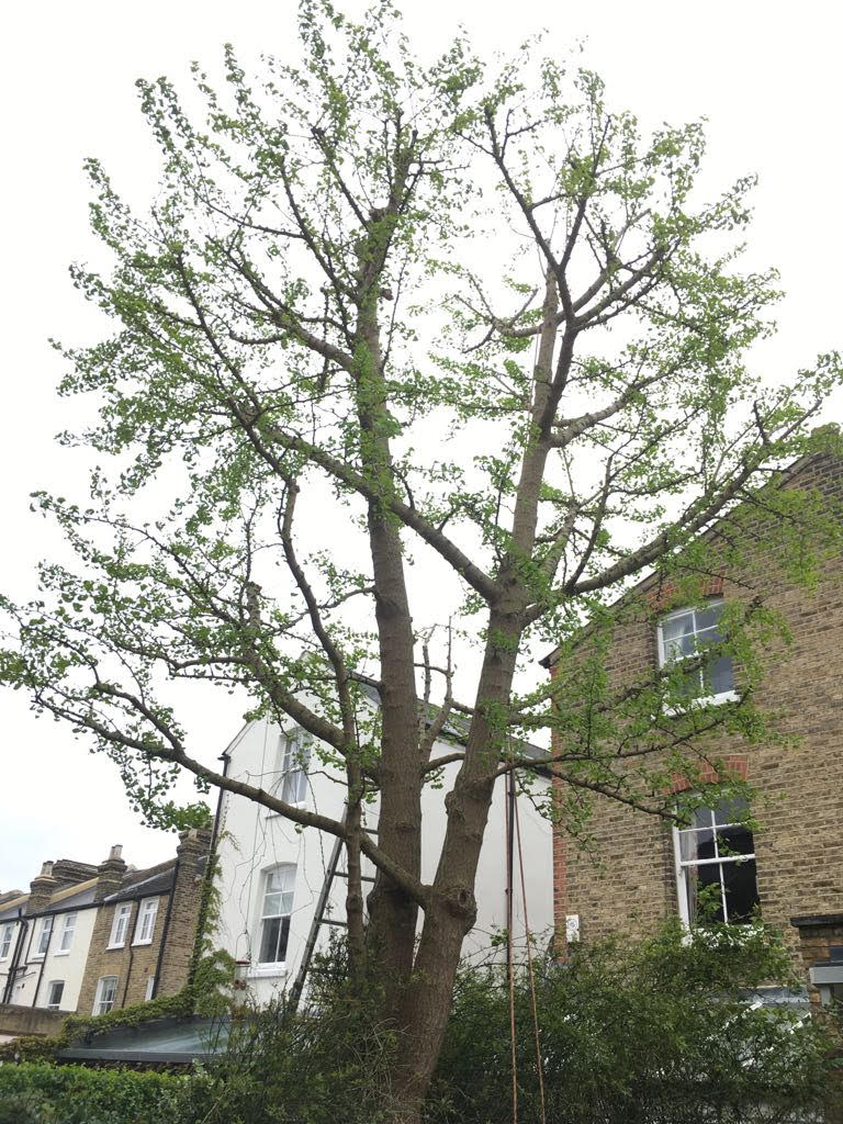 Services for Ginkgo Trees | Ginkgo Crown Reduction in London