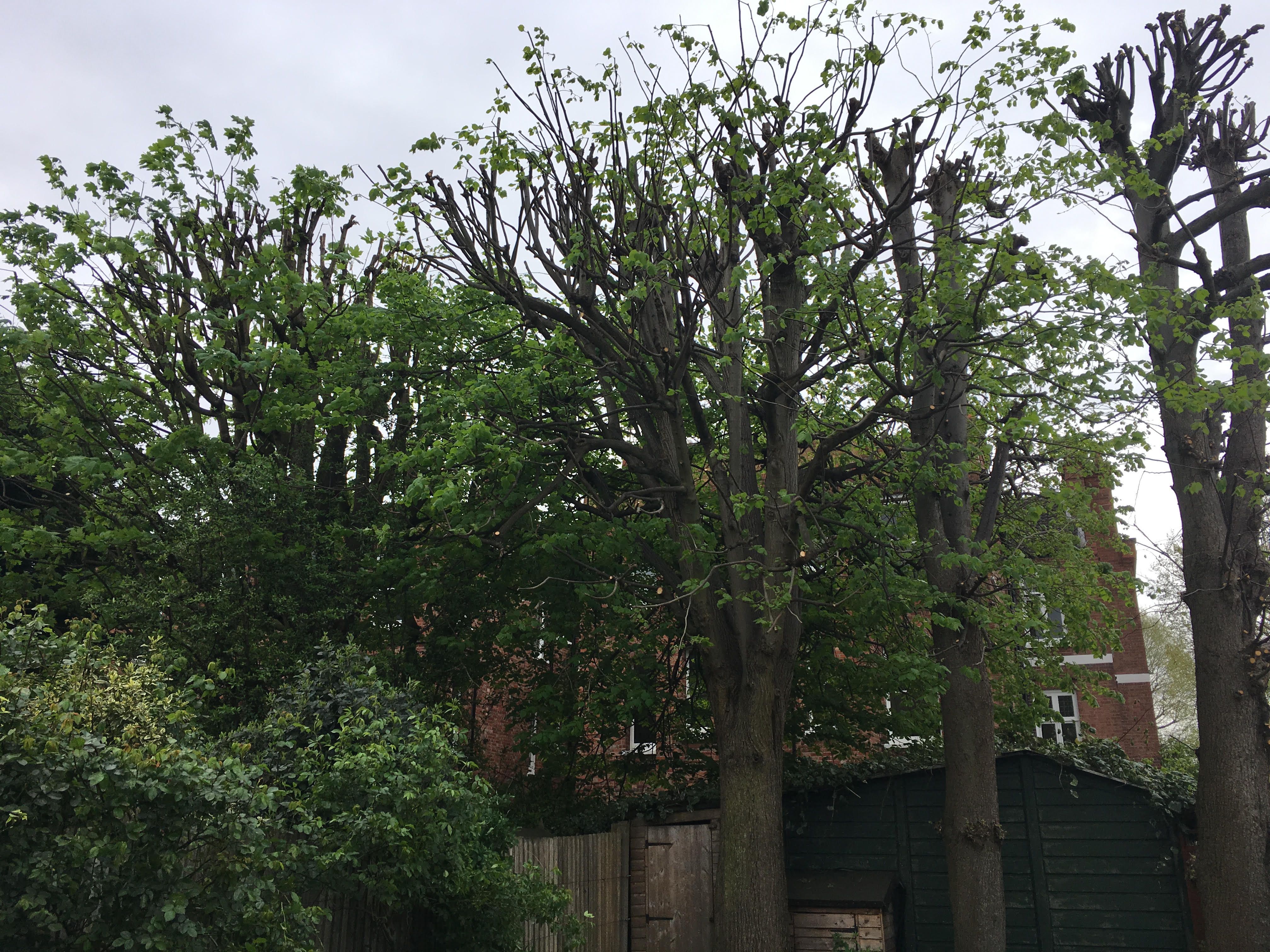 Lime Tree Surgery: Tree Reduction | Take A Bough London
