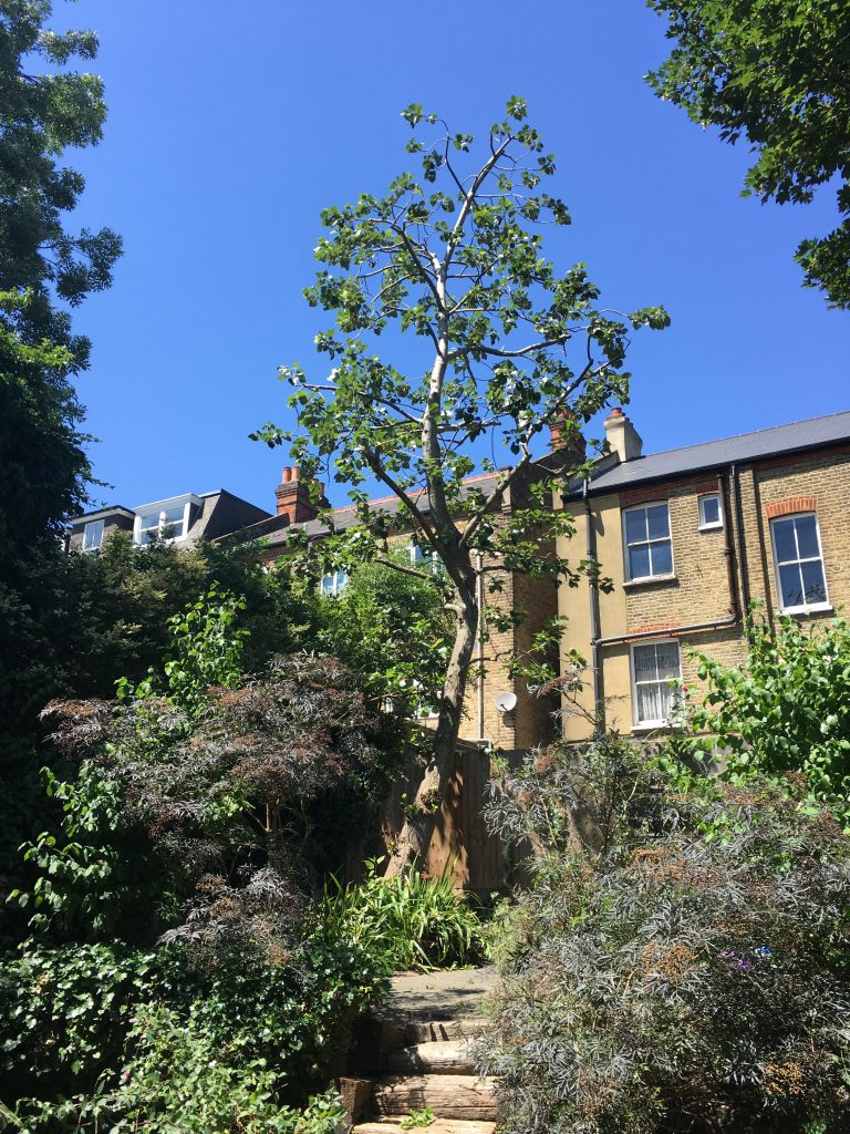 London Poplar Tree Reduction (Wimbledon) | Take A Bough