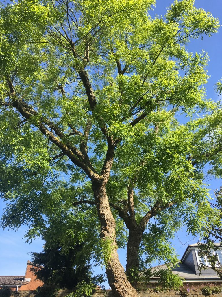 Sophora Tree Felling & Removal in Fulham - Take A Bough