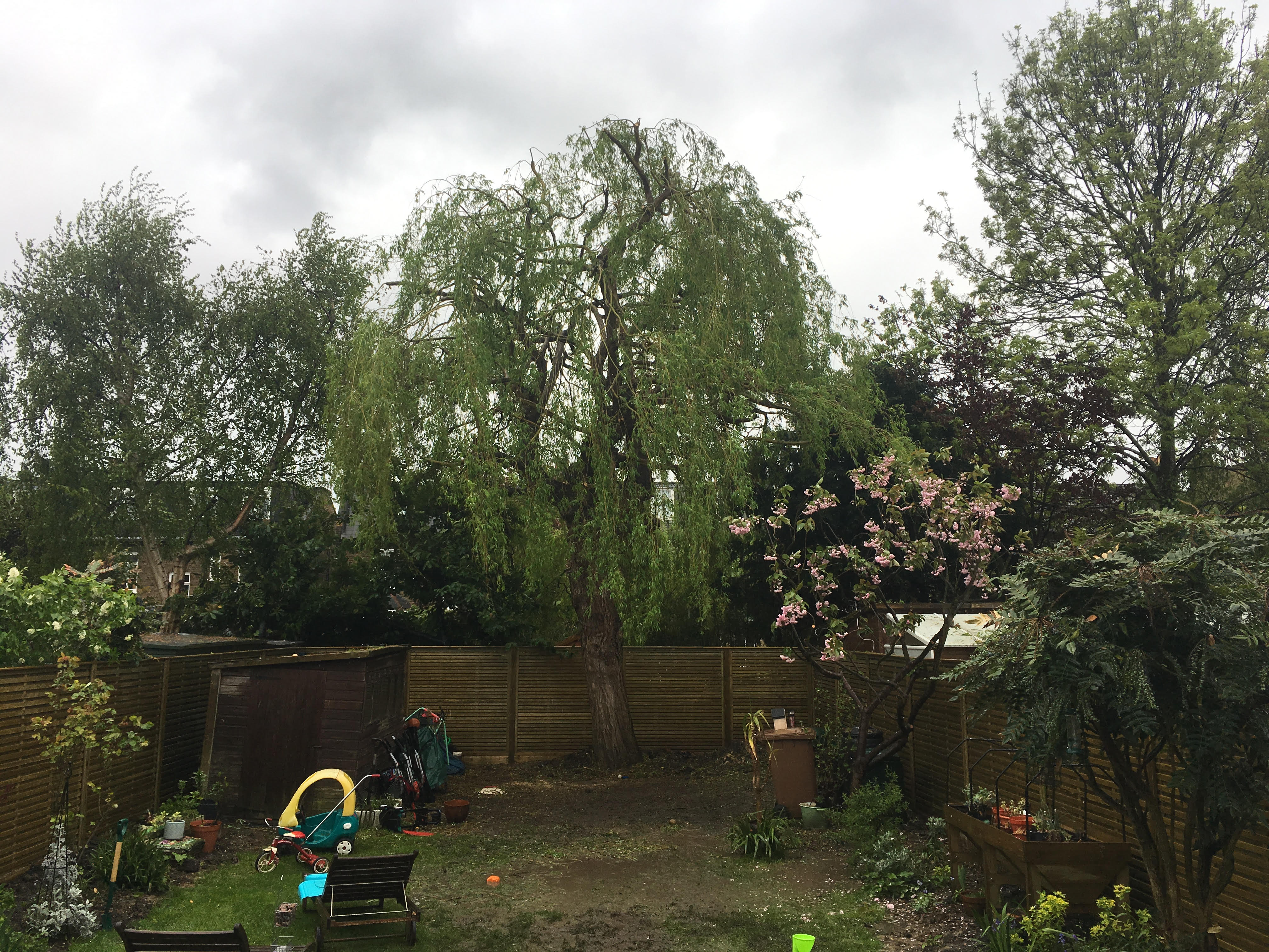 Willow Tree Surgery Reduction in South London | Take a Bough