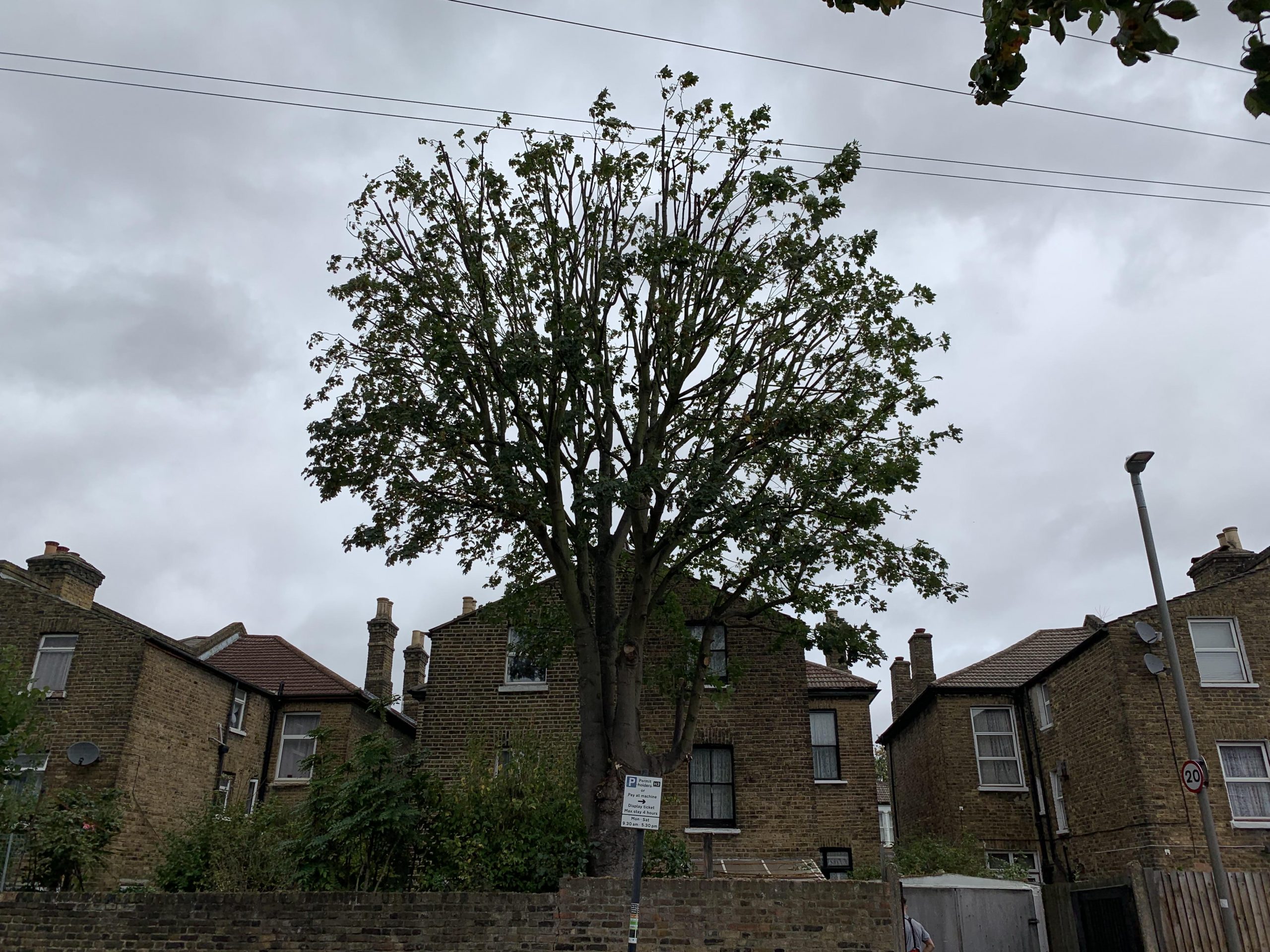 Sycamore Tree Reduction in Putney | Take A Bough Tree Care