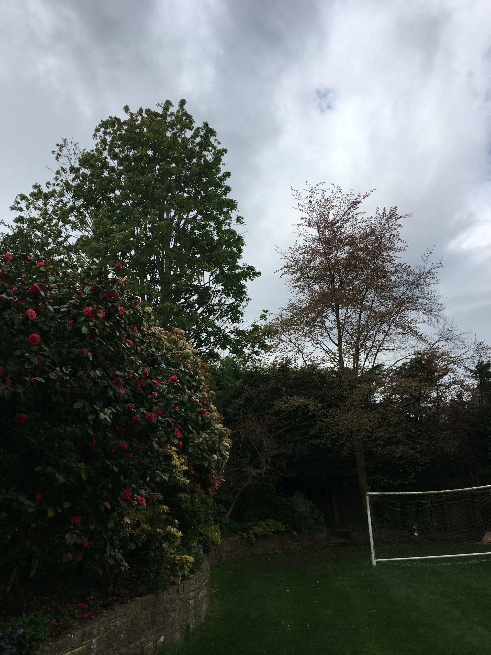 Pruning Sycamore Trees in Wimbledon | Take A Bough Tree Care